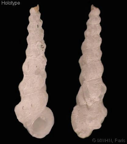 Opalia (Opalia) longissima - Gastropods by Eddie Hardy