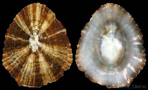 Patella (Patella) ulyssiponensis aspera - Gastropods by Eddie Hardy