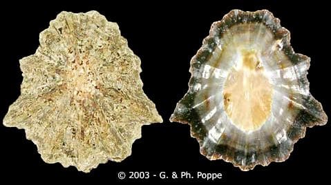 Cymbula oculus - Gastropods by Eddie Hardy