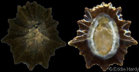 Cymbula oculus - Gastropods by Eddie Hardy