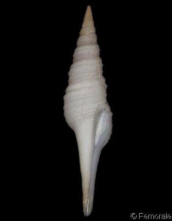 TURRIDAE TURRINAE - Gastropods by Eddie Hardy