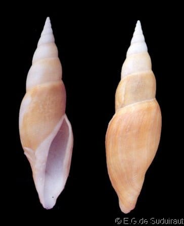 RAPHITOMIDAE - Gastropods by Eddie Hardy
