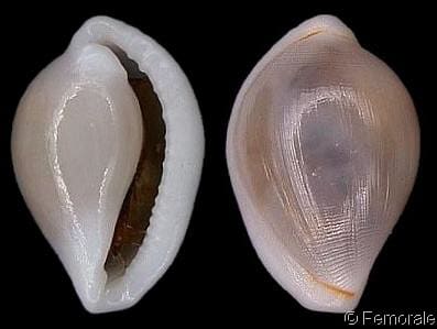 OVULIDAE EOCYPRAEINAE - Gastropods by Eddie Hardy