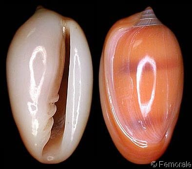 Prunum marginatum - Gastropods by Eddie Hardy