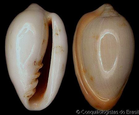 Prunum marginatum - Gastropods by Eddie Hardy