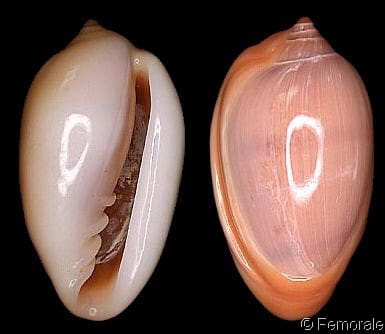 Prunum marginatum - Gastropods by Eddie Hardy