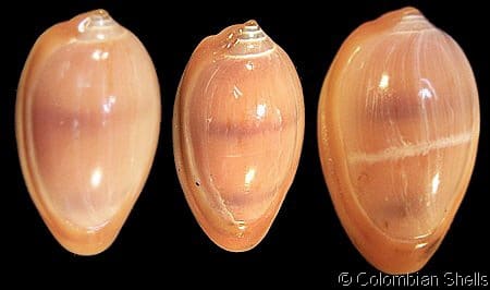 Prunum marginatum - Gastropods by Eddie Hardy