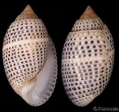 Pupa solidula - Gastropods by Eddie Hardy
