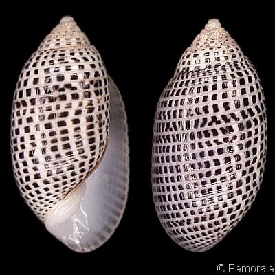 Pupa solidula - Gastropods by Eddie Hardy
