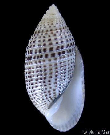 Pupa solidula - Gastropods by Eddie Hardy