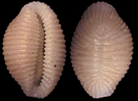 TRIVIIDAE - Gastropods by Eddie Hardy