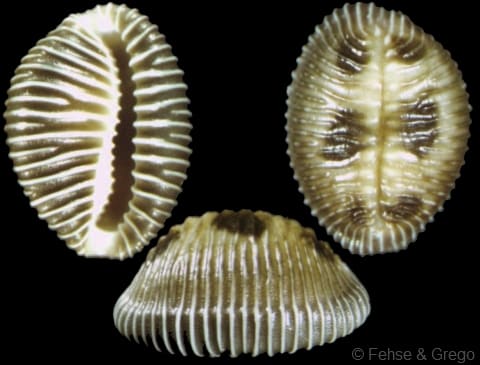 Pusula pediculus - Gastropods by Eddie Hardy