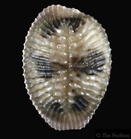 Pusula pediculus - Gastropods by Eddie Hardy