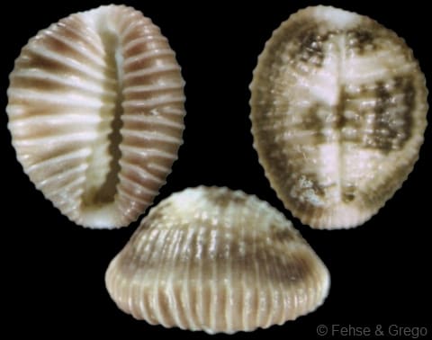 TRIVIIDAE - Gastropods by Eddie Hardy