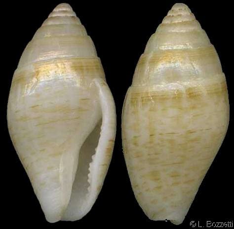 COLUMBELLIDAE - Gastropods by Eddie Hardy