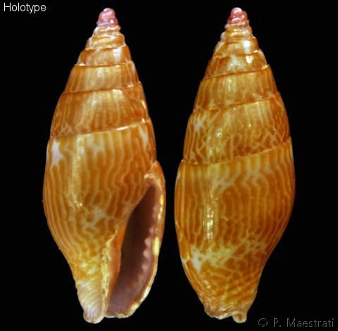 COLUMBELLIDAE - Gastropods by Eddie Hardy