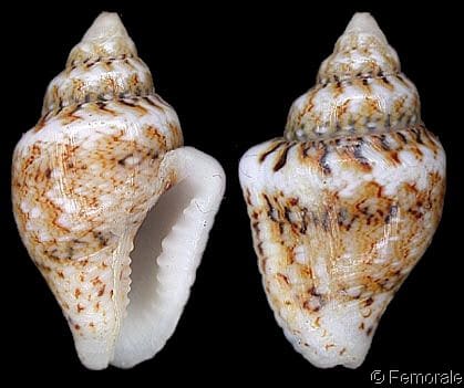 Euplica scripta - Gastropods by Eddie Hardy