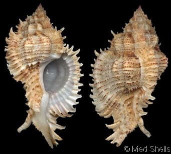 Chicomurex superbus - Gastropods by Eddie Hardy