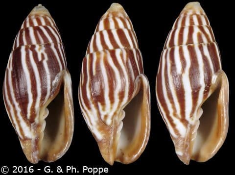 Strigatella zebra - Gastropods by Eddie Hardy