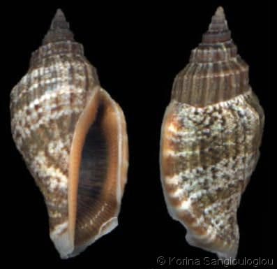 Canarium labiatum - Gastropods by Eddie Hardy