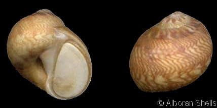 Tectonatica rizzae - Gastropods by Eddie Hardy