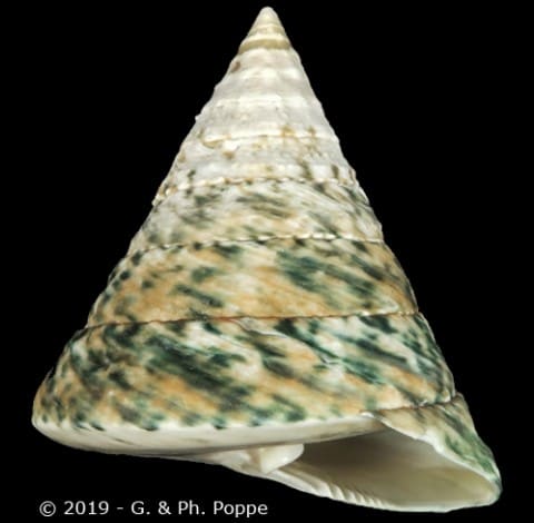 Rochia pyramis pyramis - Gastropods by Eddie Hardy