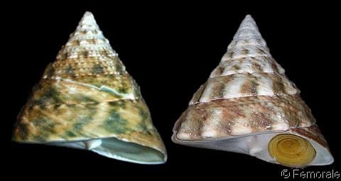 TEGULIDAE - Gastropods by Eddie Hardy