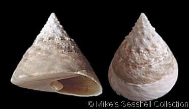 Rochia pyramis pyramis - Gastropods by Eddie Hardy