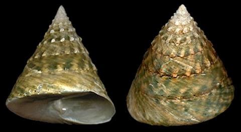 Rochia pyramis pyramis - Gastropods by Eddie Hardy