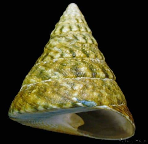 Rochia pyramis pyramis - Gastropods by Eddie Hardy