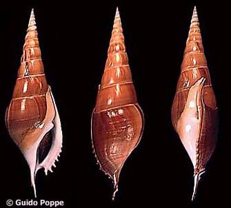 Tibia (Tibia) insulaechorab insulaechorab - Gastropods by Eddie Hardy