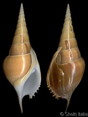 Tibia (Tibia) insulaechorab insulaechorab - Gastropods by Eddie Hardy
