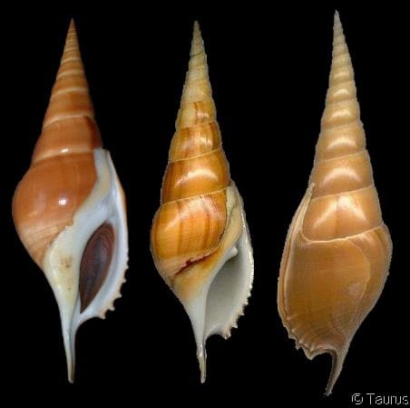 Tibia (Tibia) insulaechorab insulaechorab - Gastropods by Eddie Hardy