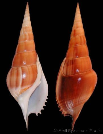 Tibia (Tibia) insulaechorab insulaechorab - Gastropods by Eddie Hardy