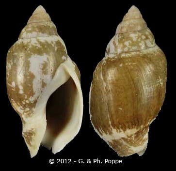 NASSARIIDAE - Gastropods by Eddie Hardy