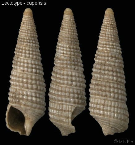 TRIPHORIDAE TRIPHORINAE - Gastropods by Eddie Hardy