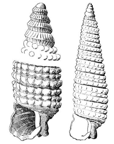 TRIPHORIDAE TRIPHORINAE - Gastropods by Eddie Hardy