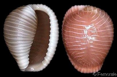TRIVIIDAE - Gastropods by Eddie Hardy