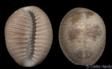 Pusula pediculus - Gastropods by Eddie Hardy