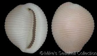 TRIVIIDAE - Gastropods by Eddie Hardy