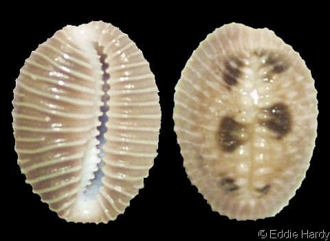 Pusula pediculus - Gastropods by Eddie Hardy