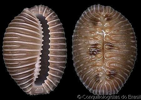 Pusula pediculus - Gastropods by Eddie Hardy