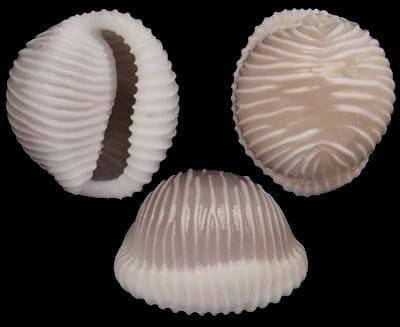 TRIVIIDAE - Gastropods by Eddie Hardy