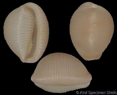 TRIVIIDAE - Gastropods by Eddie Hardy