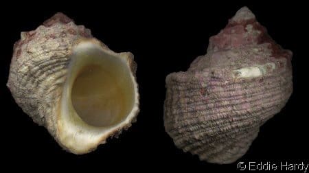 Turbo (Marmarostoma) setosus - Gastropods by Eddie Hardy