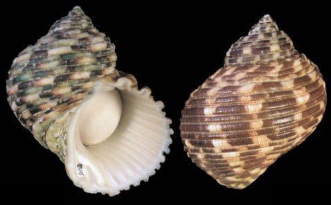 Turbo (Marmarostoma) setosus - Gastropods by Eddie Hardy