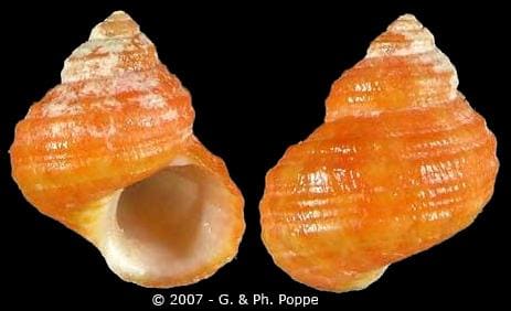 Turbo (Marmarostoma) stenogyrus - Gastropods by Eddie Hardy