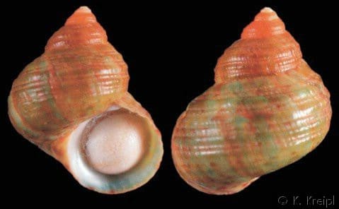 Turbo (Marmarostoma) stenogyrus - Gastropods by Eddie Hardy