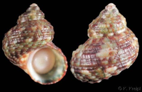 Turbo (Marmarostoma) stenogyrus - Gastropods by Eddie Hardy