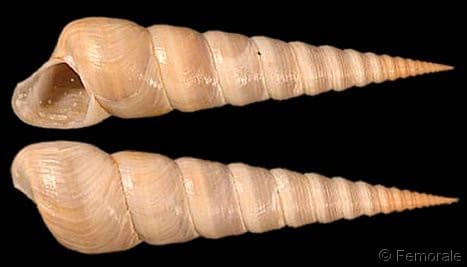 Turritella bacillum - Gastropods by Eddie Hardy